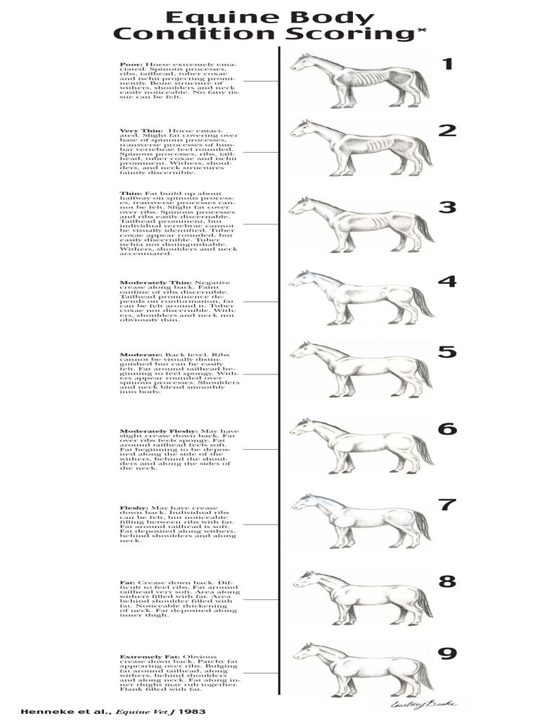 Equine - Body - Condition - Scoring Henneke | PDF | Vertebra | Skeletal System