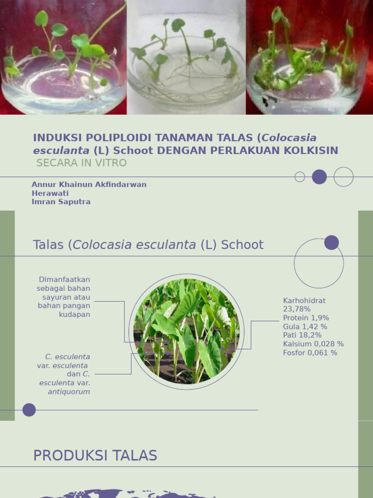 Induksi Poliploidi Talas dengan Kolkisin | PDF