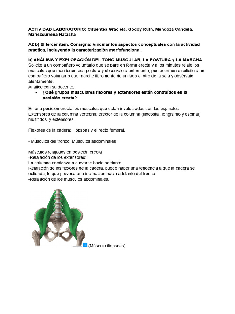 Actividades Humanas | PDF | Articulaciones | Tejido suave