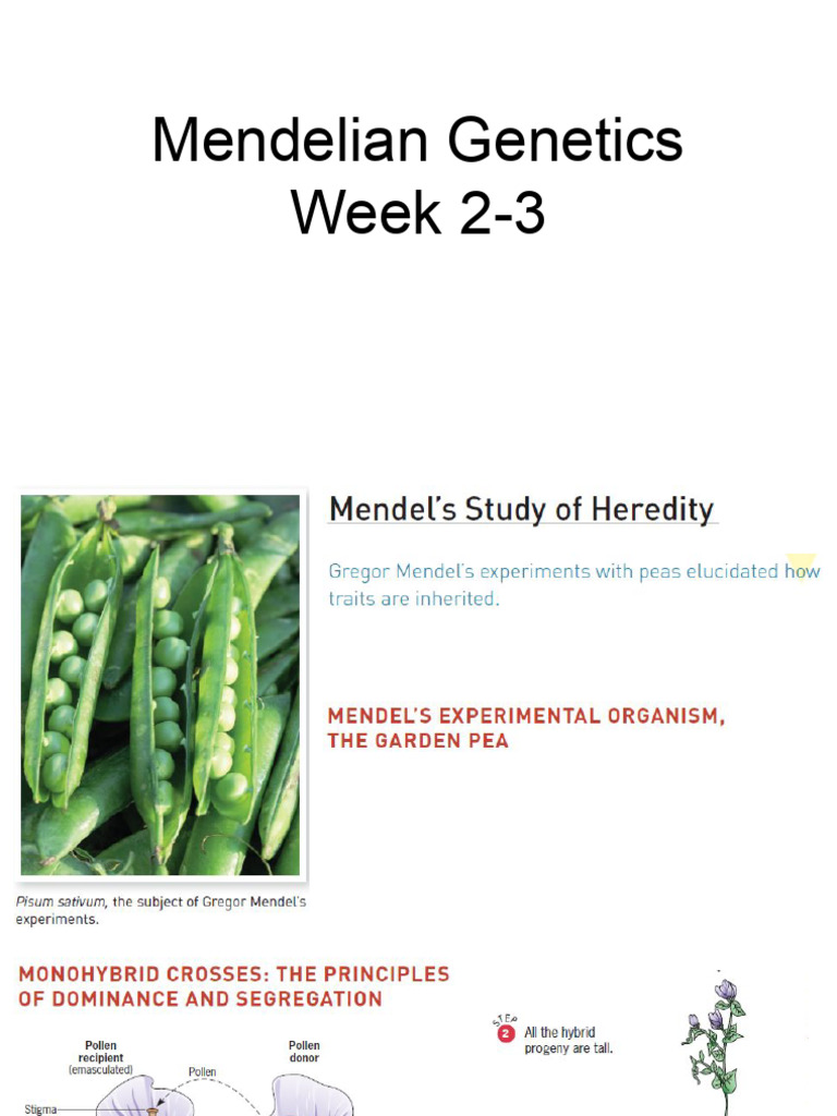 Mendelian Genetics | PDF