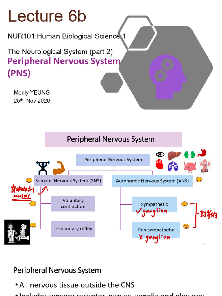 Lecture 6b_neurological System _Part 2 Studen Version | PDF | Autonomic Nervous System | Nervous ...
