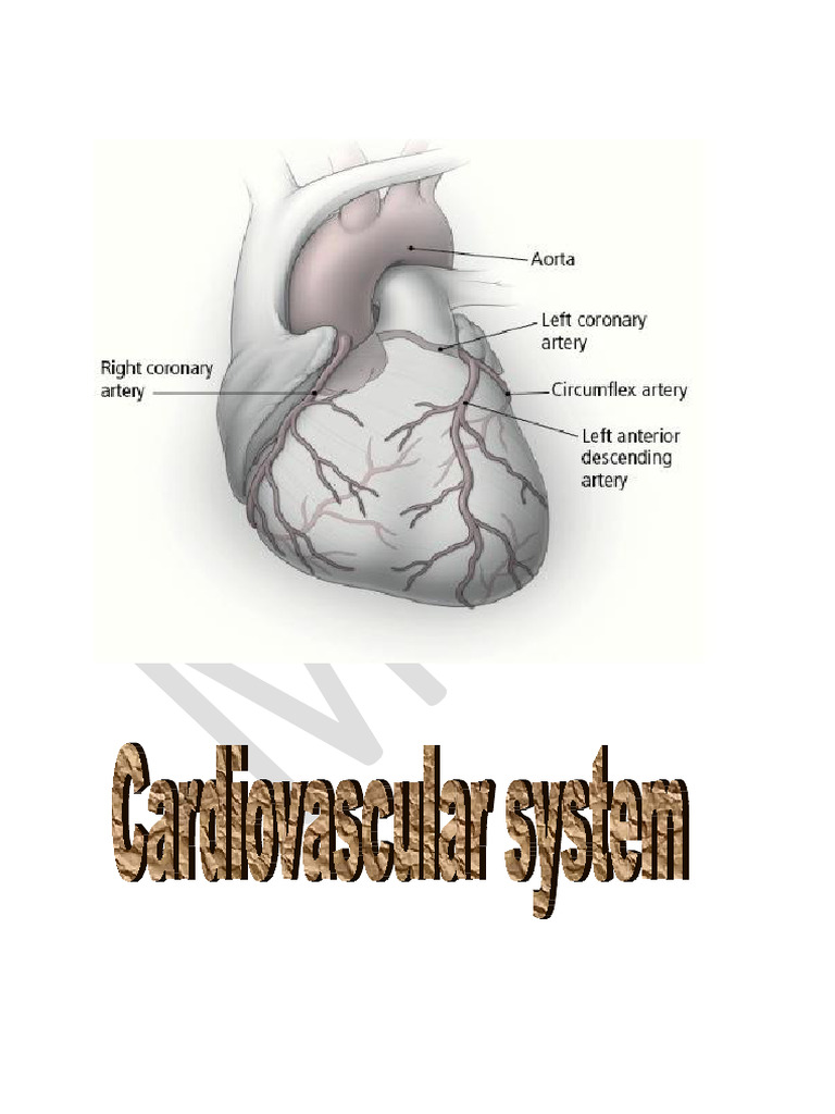 Physio by Dr.maher [CVS][Heart] | PDF | Heart Valve | Atrium (Heart)