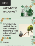 Branching Key Worksheet for Animals | PDF | Invertebrate | Zoology