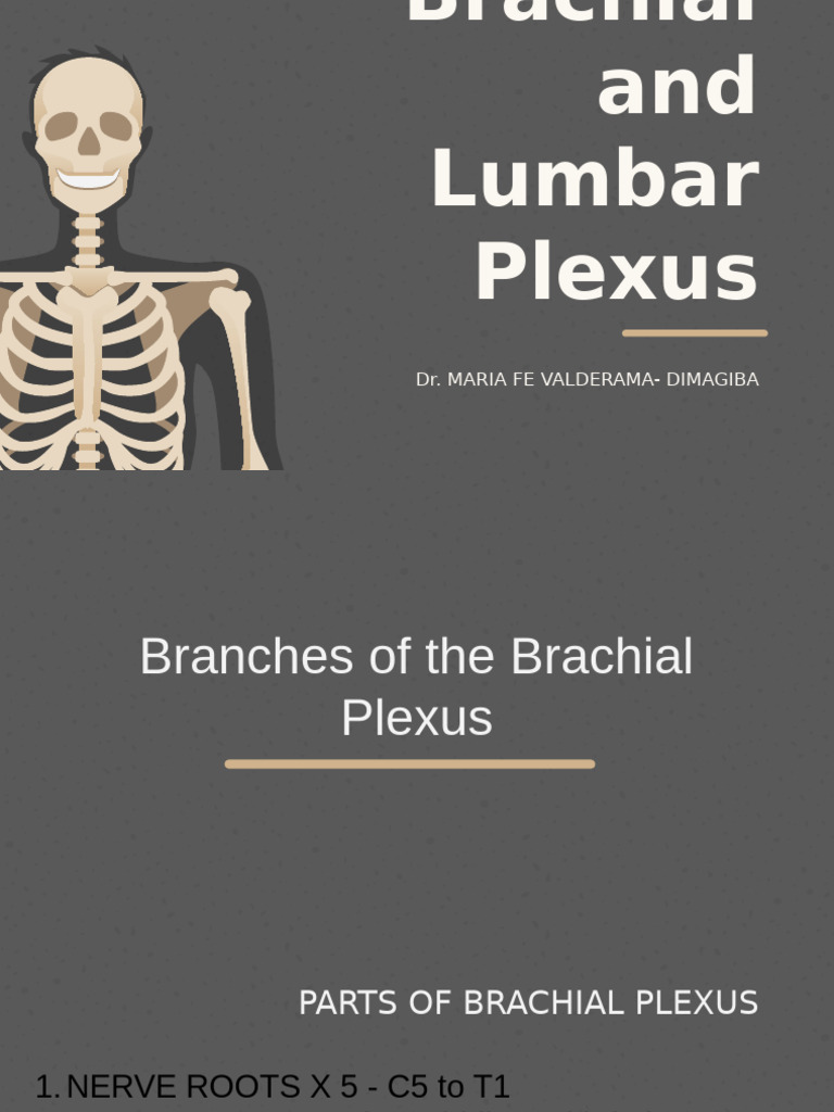 Brachial And Lumbar Plexus Pdf