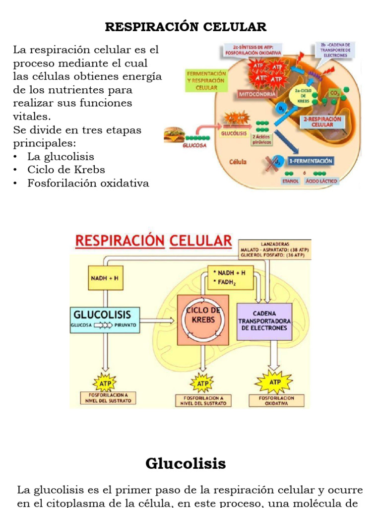 Proceso de Respiración Celular y Fotosíntesis | PDF | Respiración ...