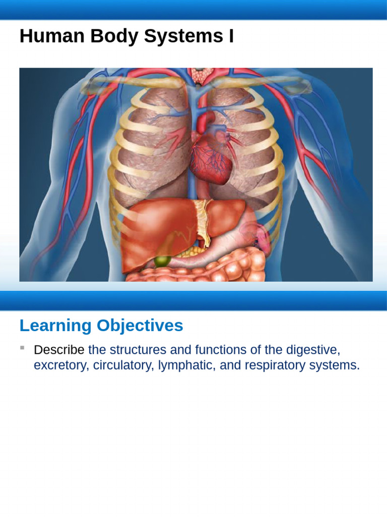 Human Body Systems Overview | PDF | Small Intestine | Blood