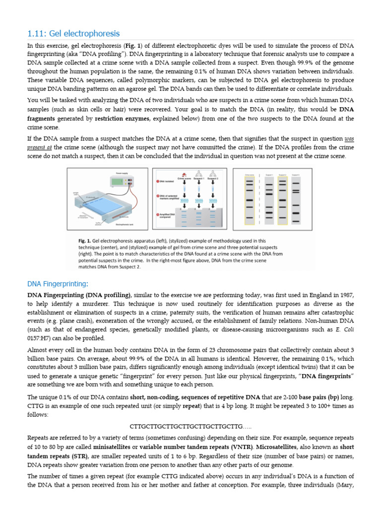 1.11_ Gel electrophoresis - Biology LibreTexts | PDF | Gel ...