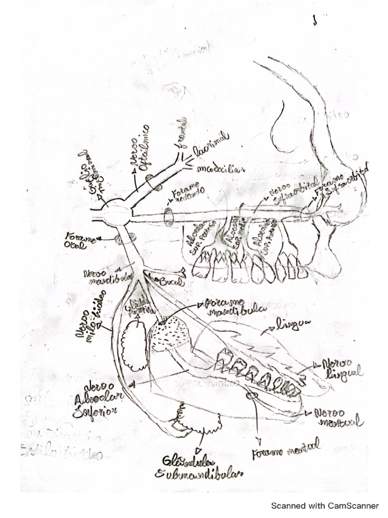 Desenho Da Anatomia Do Nervo Trigêmeo | PDF