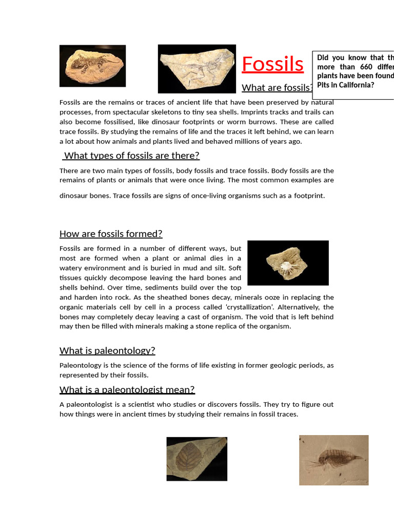 Fossil Factfile | PDF | Social Science | Science & Mathematics