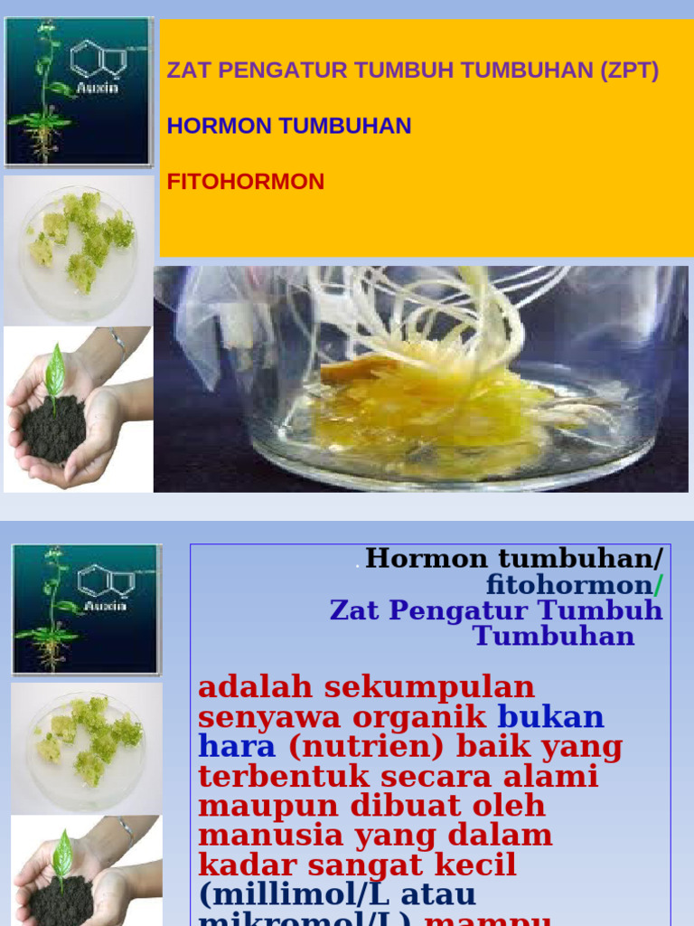 Hormon Tumbuhan dan Fungsinya | PDF