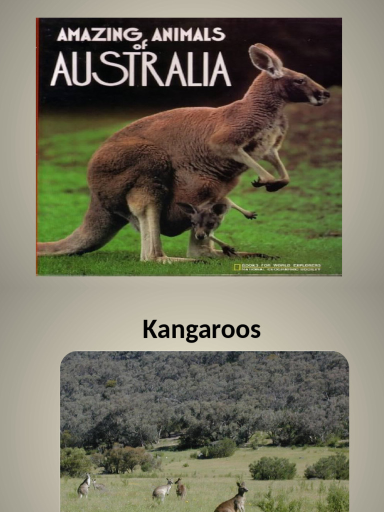 Kangaroos | PDF