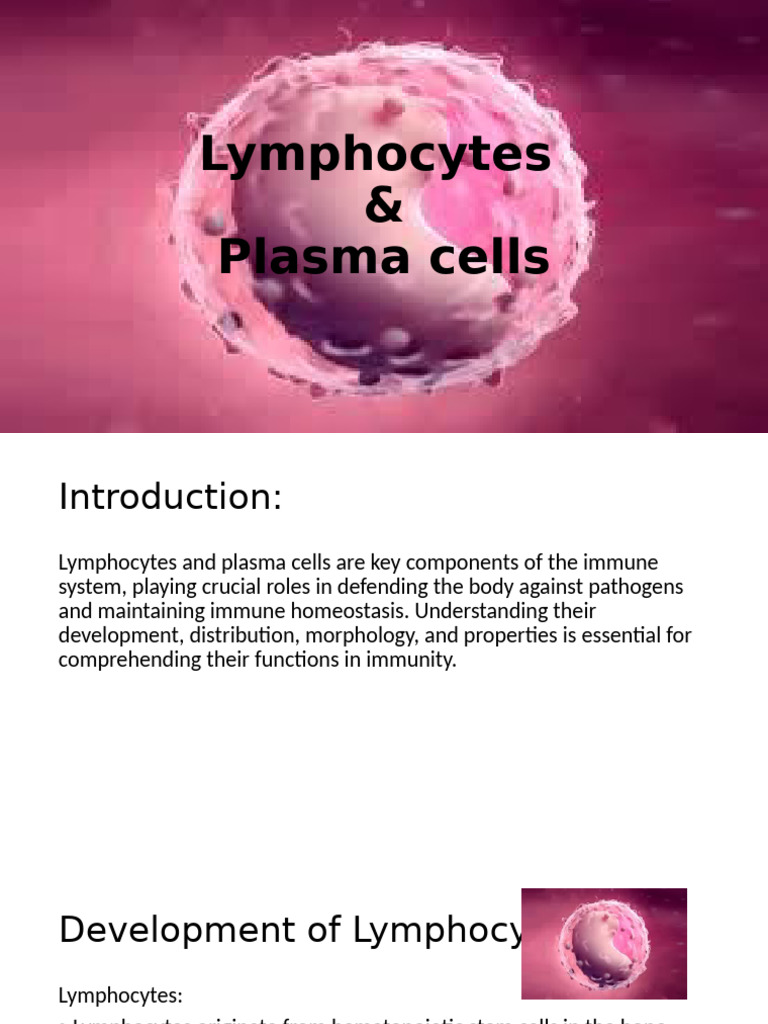 Lymphocytes and Plasma Cells Overview | PDF | Lymphocyte | Lymphatic System