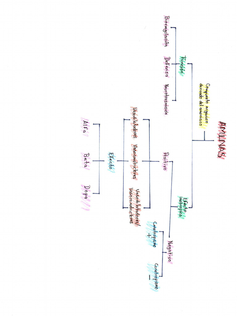 Mapa Conceptual 1 | PDF