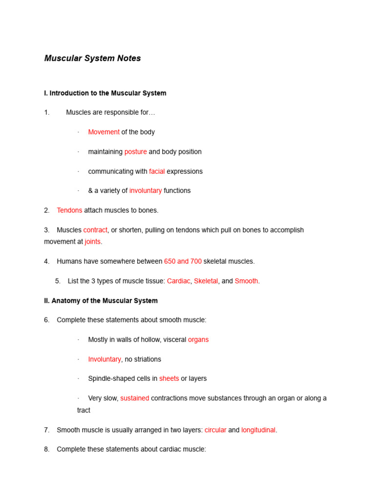 Muscular System Guided Notes | PDF | Muscle Contraction | Muscle