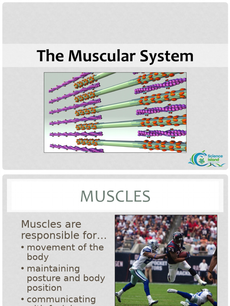 Muscular System PowerPoint | PDF | Muscle Contraction | Soft Tissue