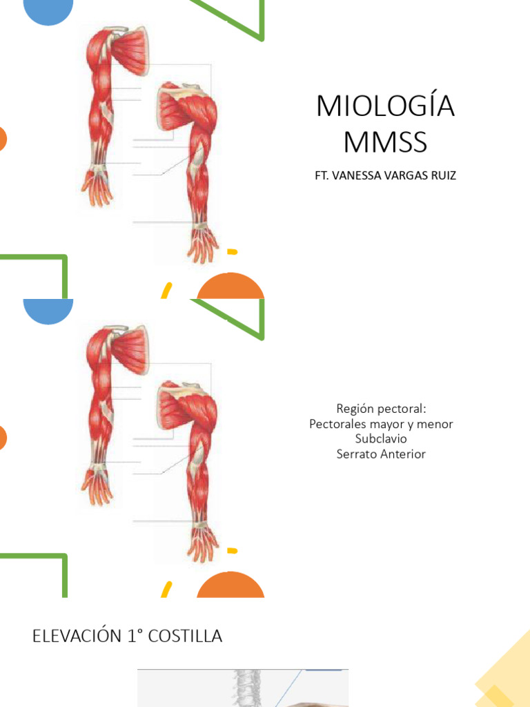 MIOLOGÍA MMSS-Brazo y Antebrazo | PDF | Hombro | Codo