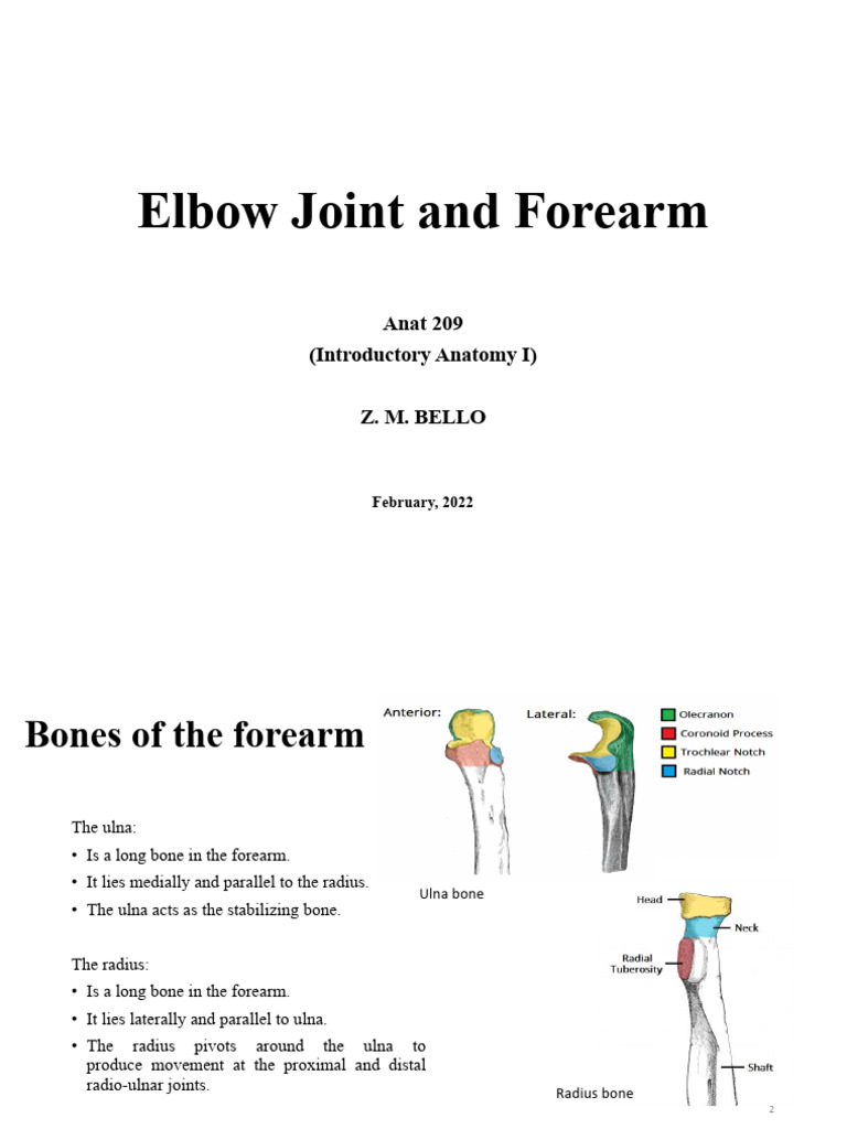 Elbow Joint and Forearm ANAT 209 | PDF | Thumb | Elbow