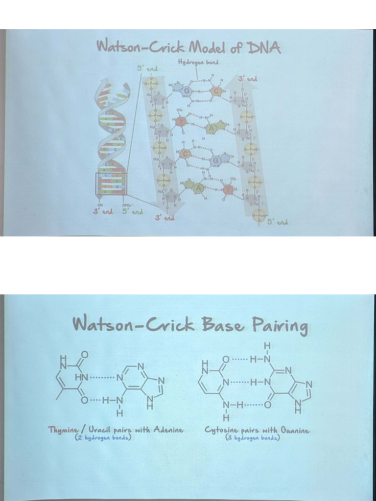 Zool-301 (Watson and Crick Model of DNA, Types of DNA, Structure and ...