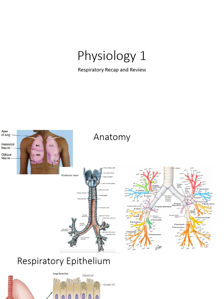 Physiology 1 Exam 3 Review SP2023 | PDF