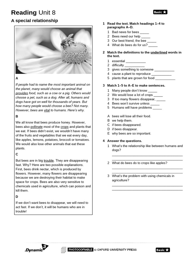 DY3 Basic Reading U8 | PDF | Bees | Foods