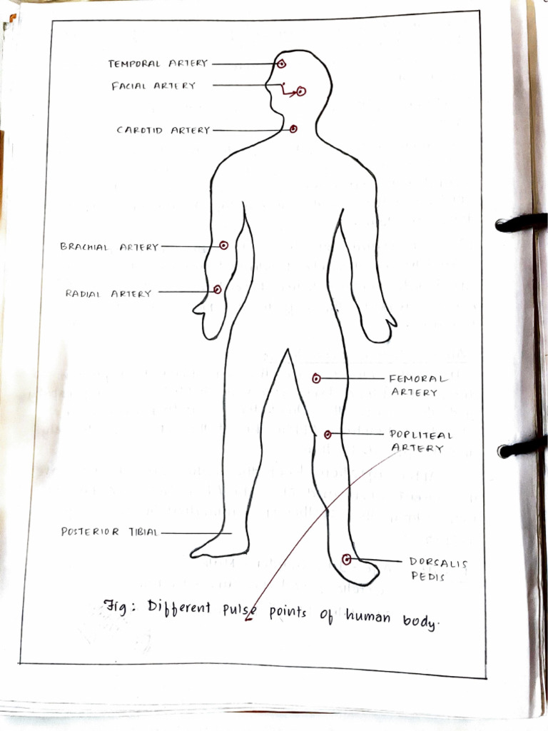 Physiology Experiment 4 | PDF