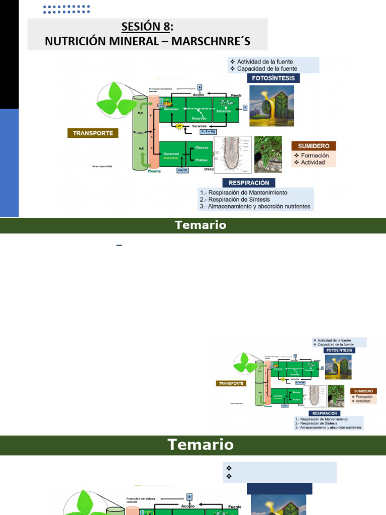 Sesion Nutricion Mineral Rendimiento y Relaciones Fuente Sumidero | PDF ...