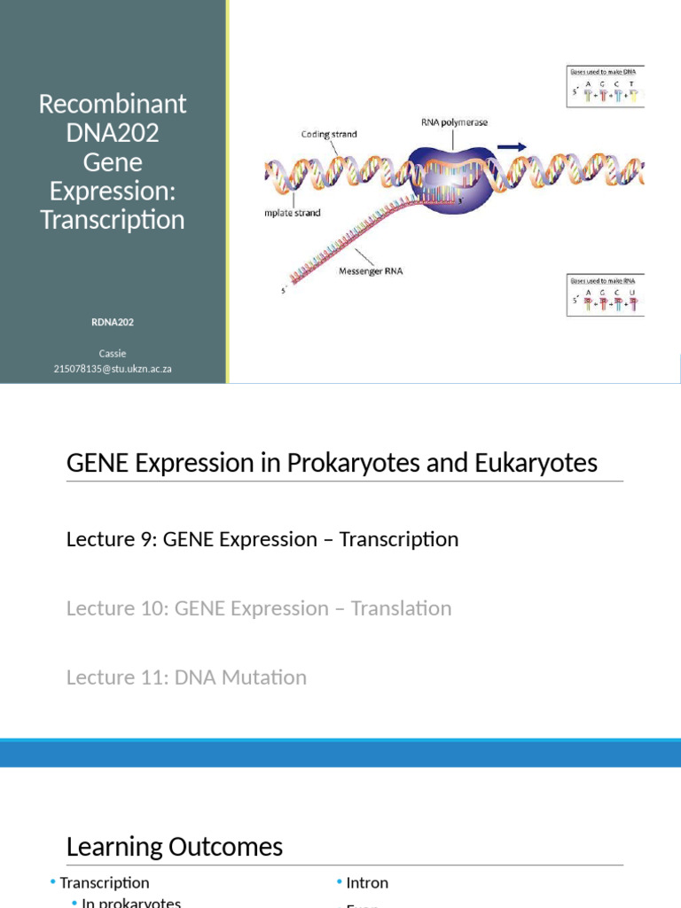 Lecture 9 Gene Expression in Prokaryotes and Eukaryotes | PDF ... Lecture 9 Gene Expression in Prokaryotes and Eukaryotes | PDF ...