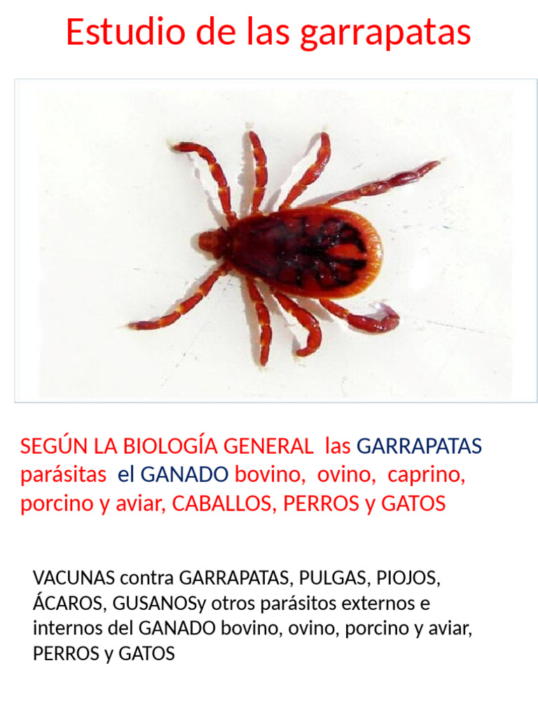 Estudio de Las Garrapatas | PDF | Medicina CLINICA | Especialidades Medicas