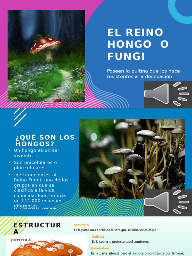 El Reino Hongo o Fungi | PDF | Hongo | Seta