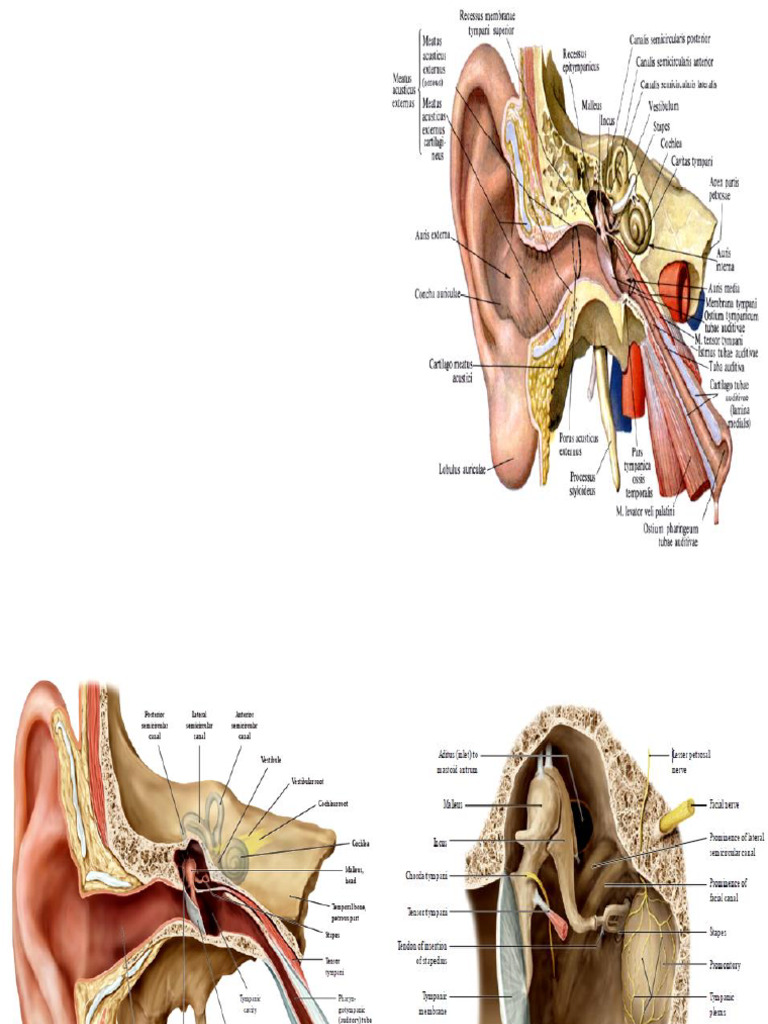 The Vestibulocochlear Organ. The External Ear and Middle Ear | PDF | Ear | Hearing