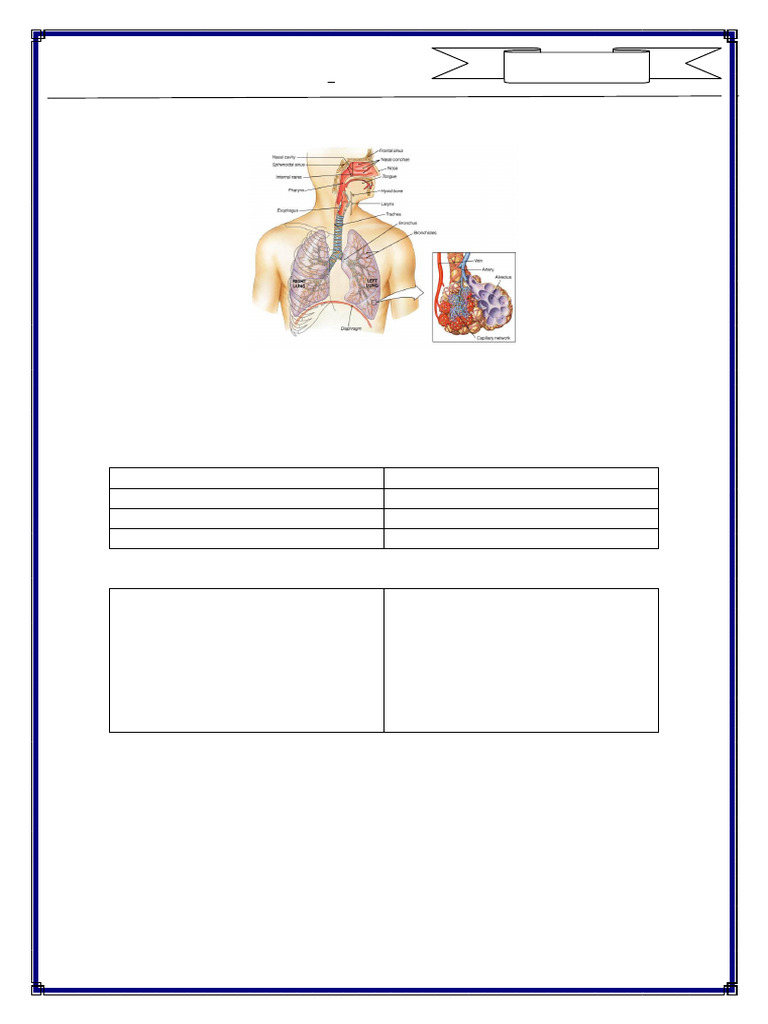 Medical Terminology 7 | PDF | Lung | Respiratory System