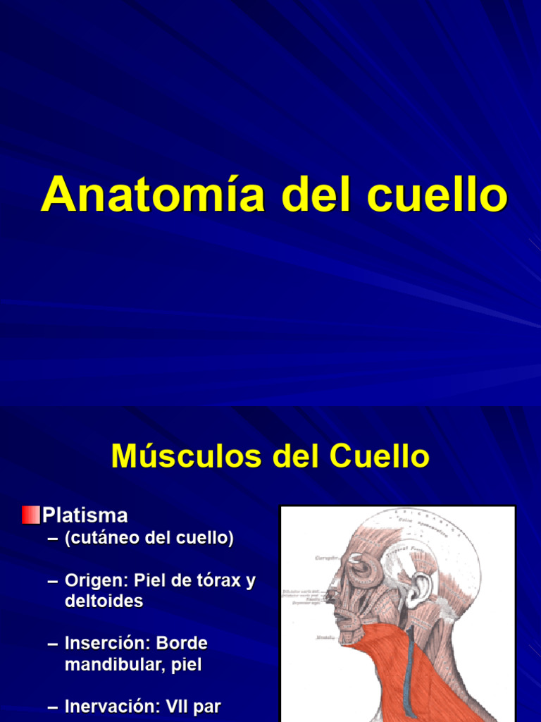AnatomiÃ A Del Cuello | PDF | Laringe | La columna vertebral