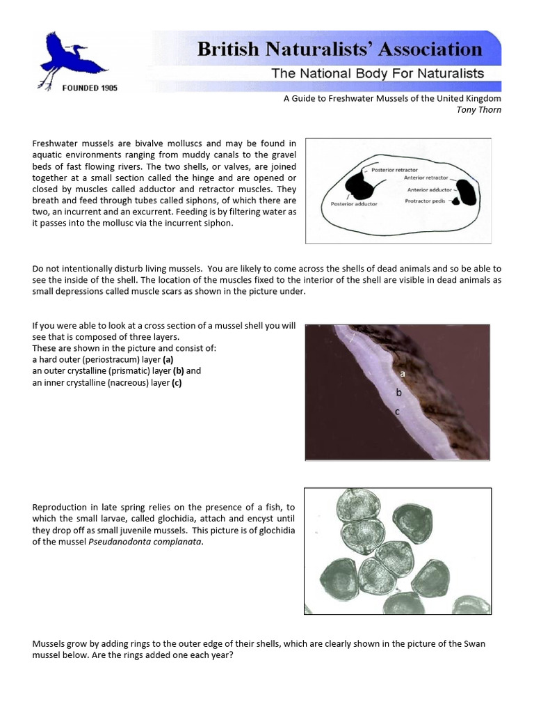 UK Freshwater Mussel Guide | PDF | Molluscs