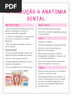 Características da Linha Equatorial Dental | PDF | Dente humano | Anatomia