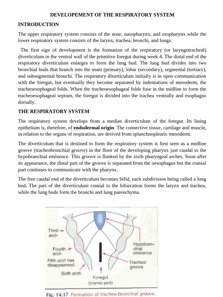 Development of the Respiratory System-1 | PDF | Lung | Respiratory Tract