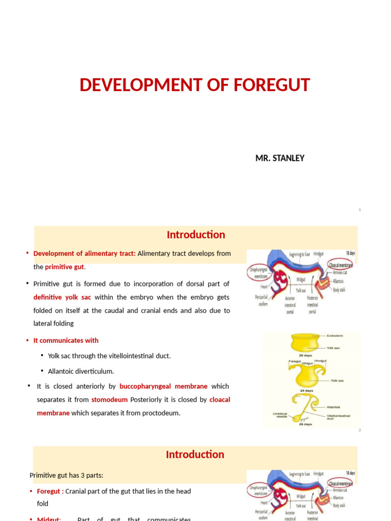 Foregut Development Overview | PDF | Pancreas | Liver