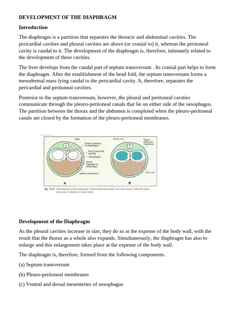 Development of The Diaphragm | PDF | Thorax (Human Anatomy)
