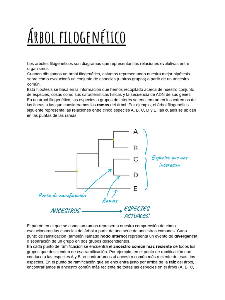 El Árbol Filogenético | PDF | Filogenética | Árbol filogenético