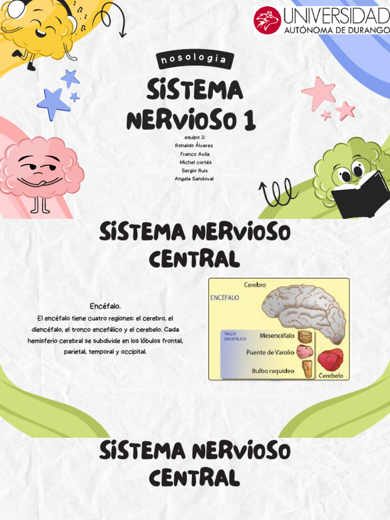 Anatomía y Funciones del SNC y SNP | PDF | Sistema nervioso central | Cerebro