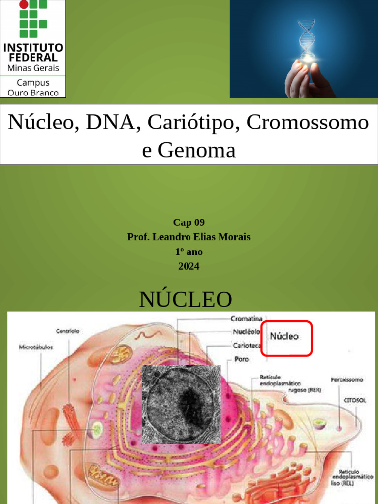 Núcleo, DNA, Cariótipo, Cromossomo e Genoma | PDF | DNA | Cromossomo