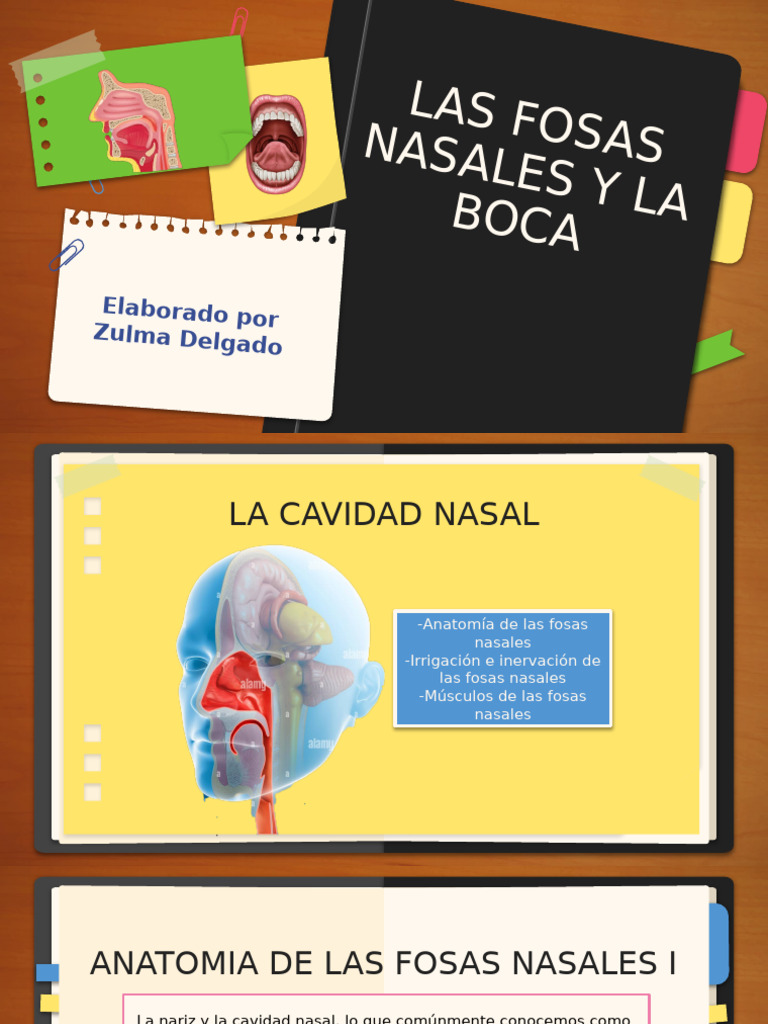 Diapositivas Fosas Nasales y Boca | PDF | Nariz humana | Boca