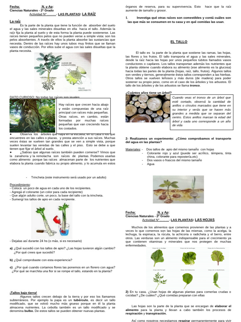 Plantas. Raiz - Tallo.hoja - Flor.fruto | PDF | Plantas | Fotosíntesis