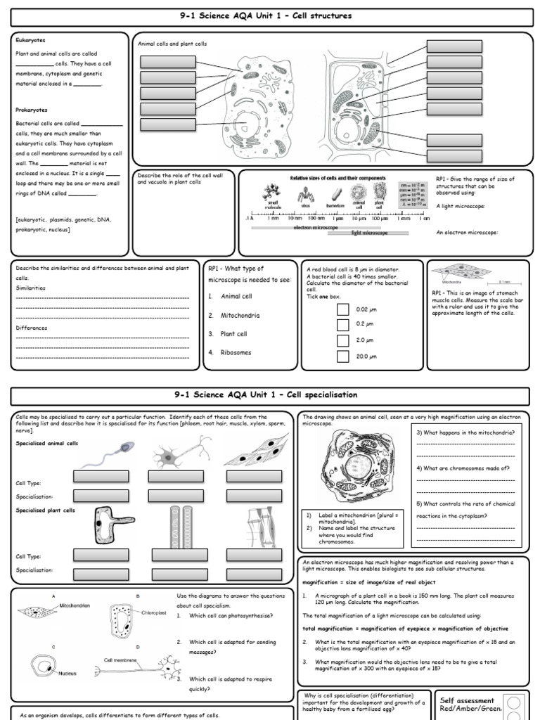 AQA 9 1 Revision Sheets Biology Unit 1 | PDF | Cell (Biology) | Cloning