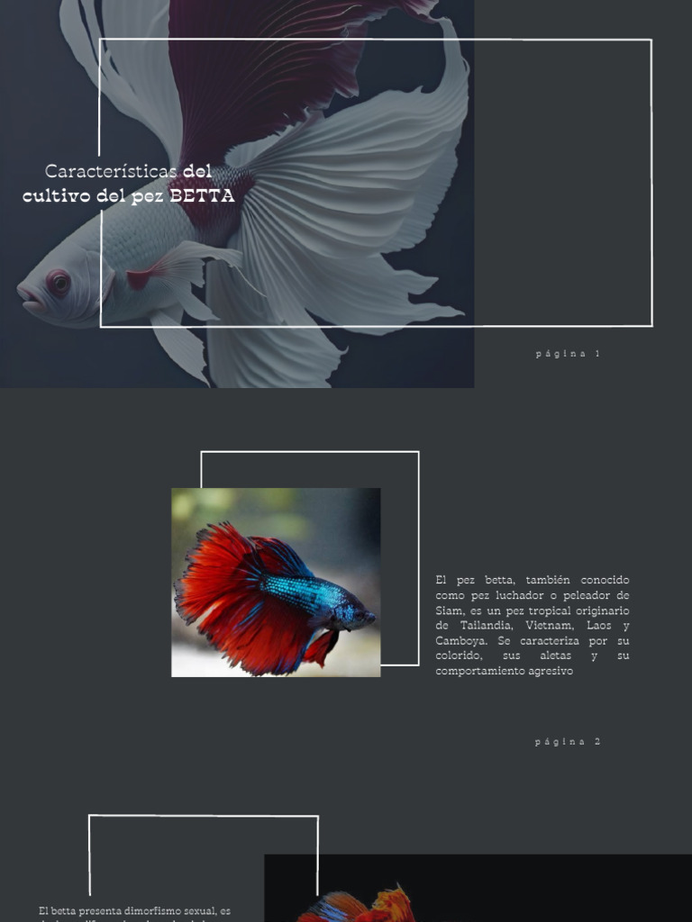 Bienvenido 20241007 025715 0000 | PDF | Cocina, comidas y vino | Hogar, jardinería y bricolaje