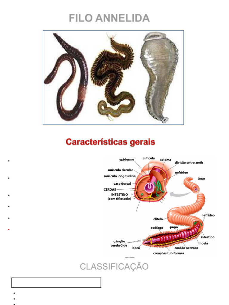 Estrutura e Classificação do Filo Annelida | PDF