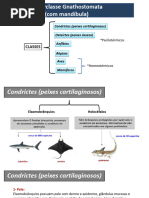 SEQUÊNCIA DIDÁTICA-CANTIGA DE RODA 1º e 2º Ano | PDF | Formiga