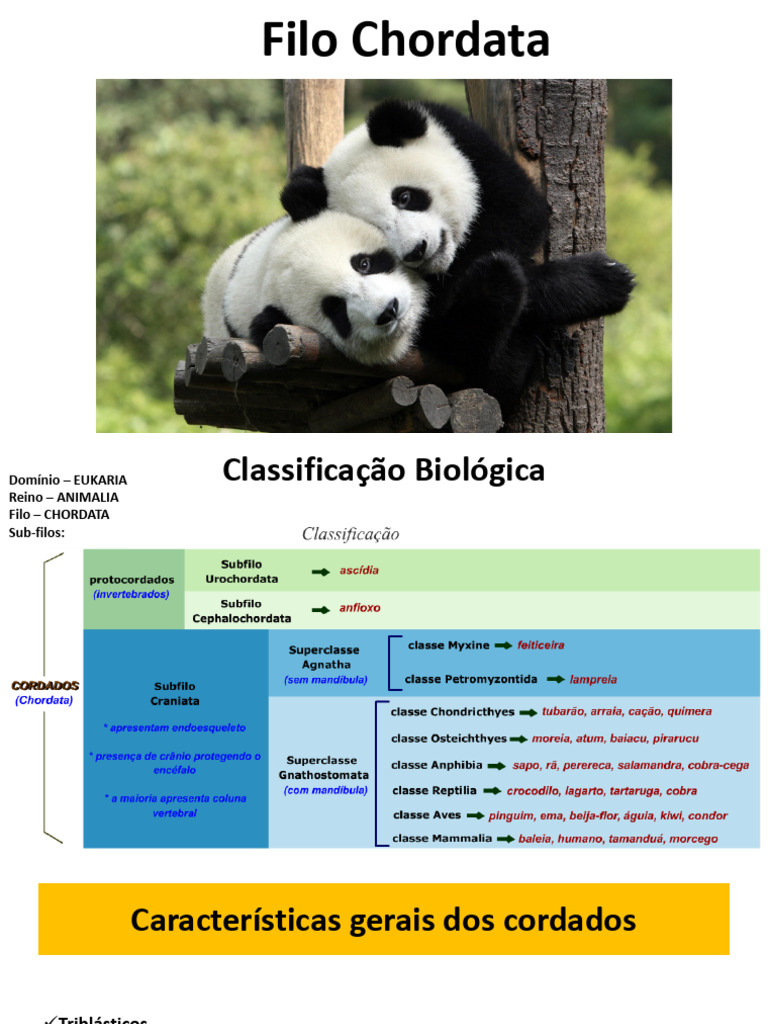 Filo Chordata 1 | PDF | Estudos de Línguas Estrangeiras | Ciências e ...