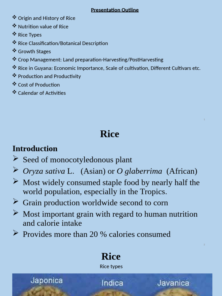 Rice PPT I | PDF | Rice | Flowers