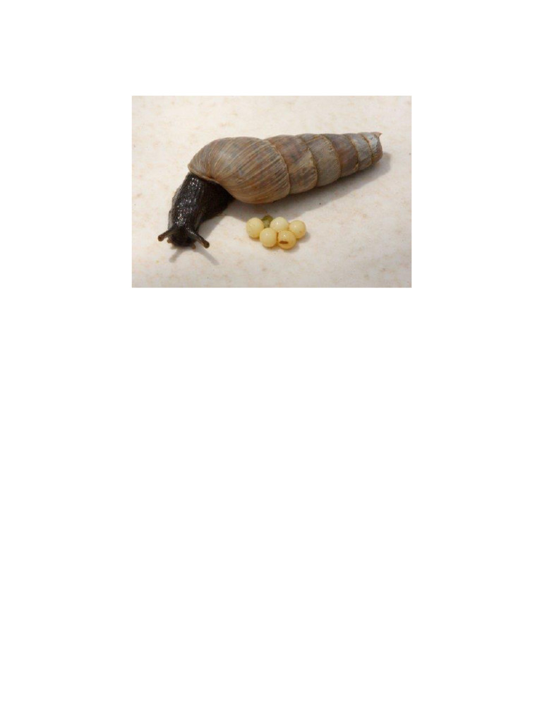 Rumina Decollata | PDF | Especies invasivas | Plaga (organismo)