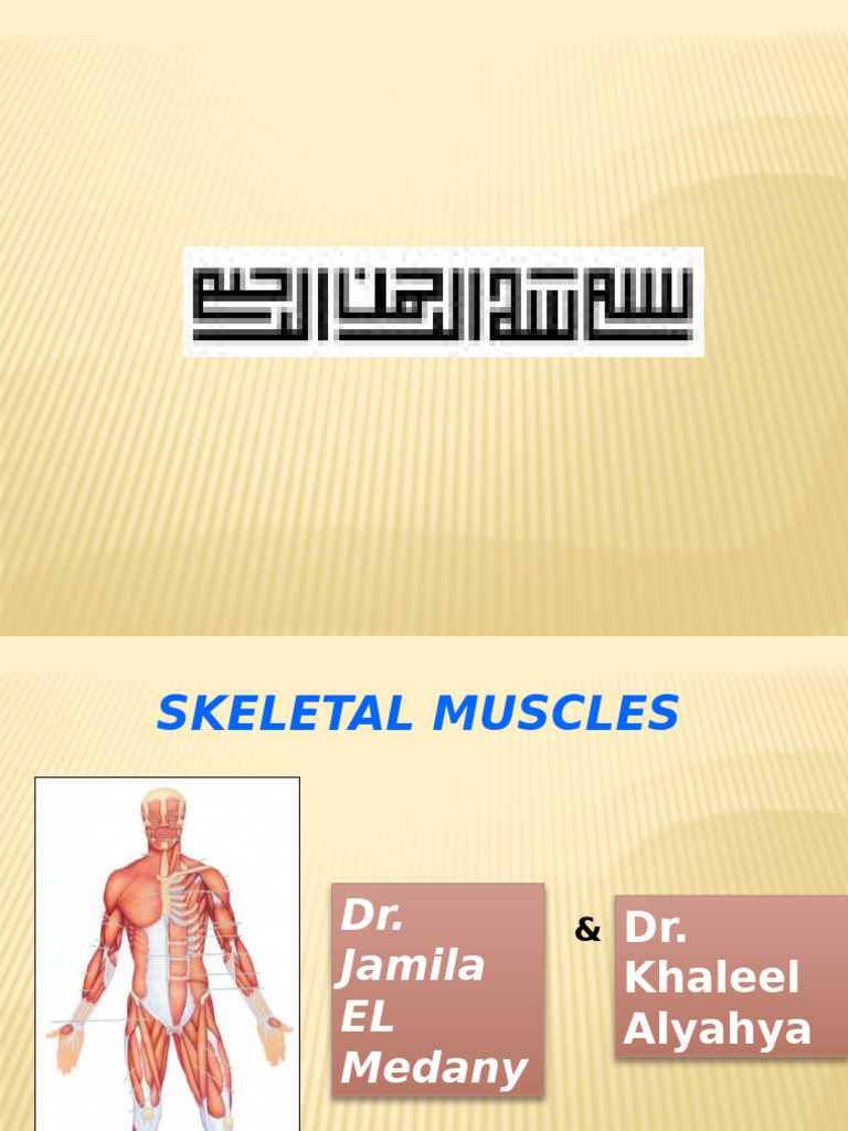 Skletal Muscles | PDF | Skeleton | Skeletal Muscle